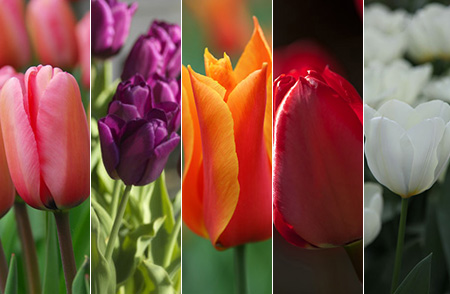 RHS Monthly Plant Offers v2