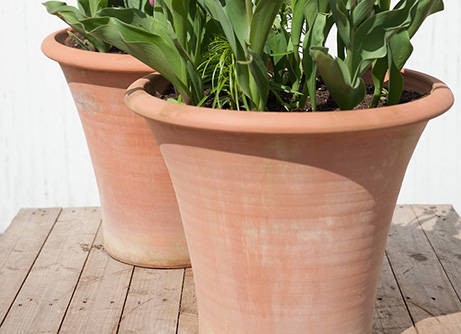 Buy garden bulbs | RHS Plants