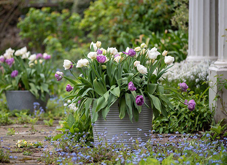 Buy garden bulbs | RHS Plants