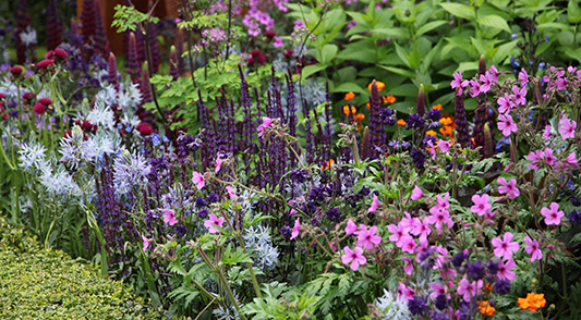 RHS Flower Shows 2018