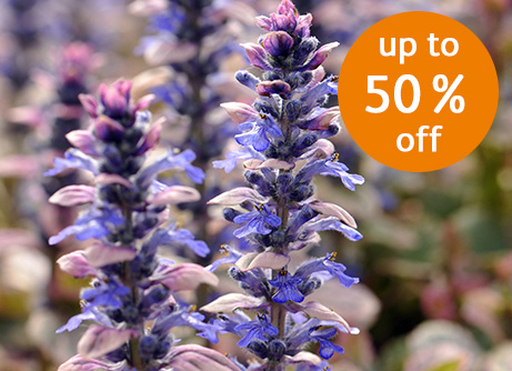 Buy perennials, bulbs, climbers & other garden plants | RHS Plants