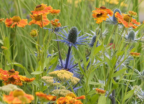 Buy perennials, bulbs, climbers & other garden plants | RHS Plants