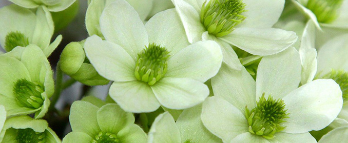 Buy perennials, bulbs, climbers & other garden plants | RHS Plants