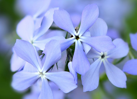 Buy perennials, bulbs, climbers & other garden plants | RHS Plants