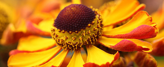 Buy perennials, bulbs, climbers & other garden plants | RHS Plants