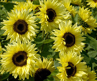 Buy perennials, bulbs, climbers & other garden plants | RHS Plants