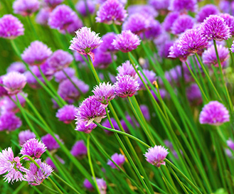 Buy perennials, bulbs, climbers & other garden plants | RHS Plants