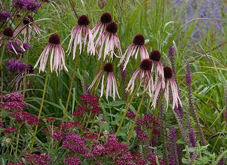 Buy perennials, bulbs, climbers & other garden plants | RHS Plants