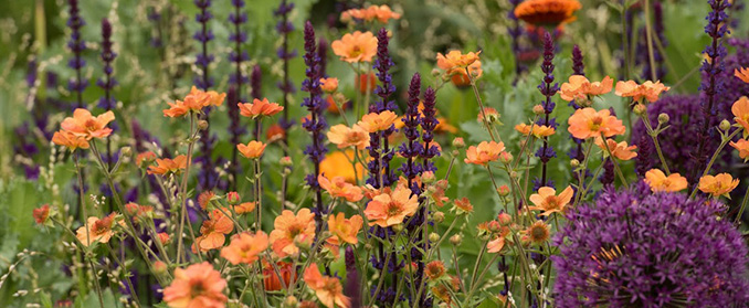 Buy perennials, bulbs, climbers & other garden plants | RHS Plants