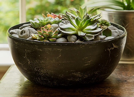 Buy garden pots and containers | RHS Plants