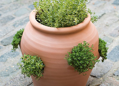 Buy garden pots and containers | RHS Plants