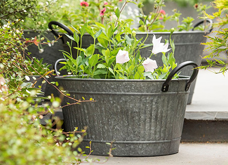 Buy garden pots and containers | RHS Plants