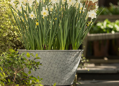 Buy garden pots and containers | RHS Plants