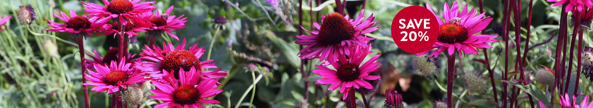 The Home of Online Gardening - Waitrose Garden
