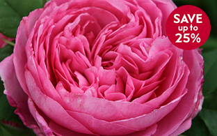 The Home of Online Gardening - Waitrose Garden