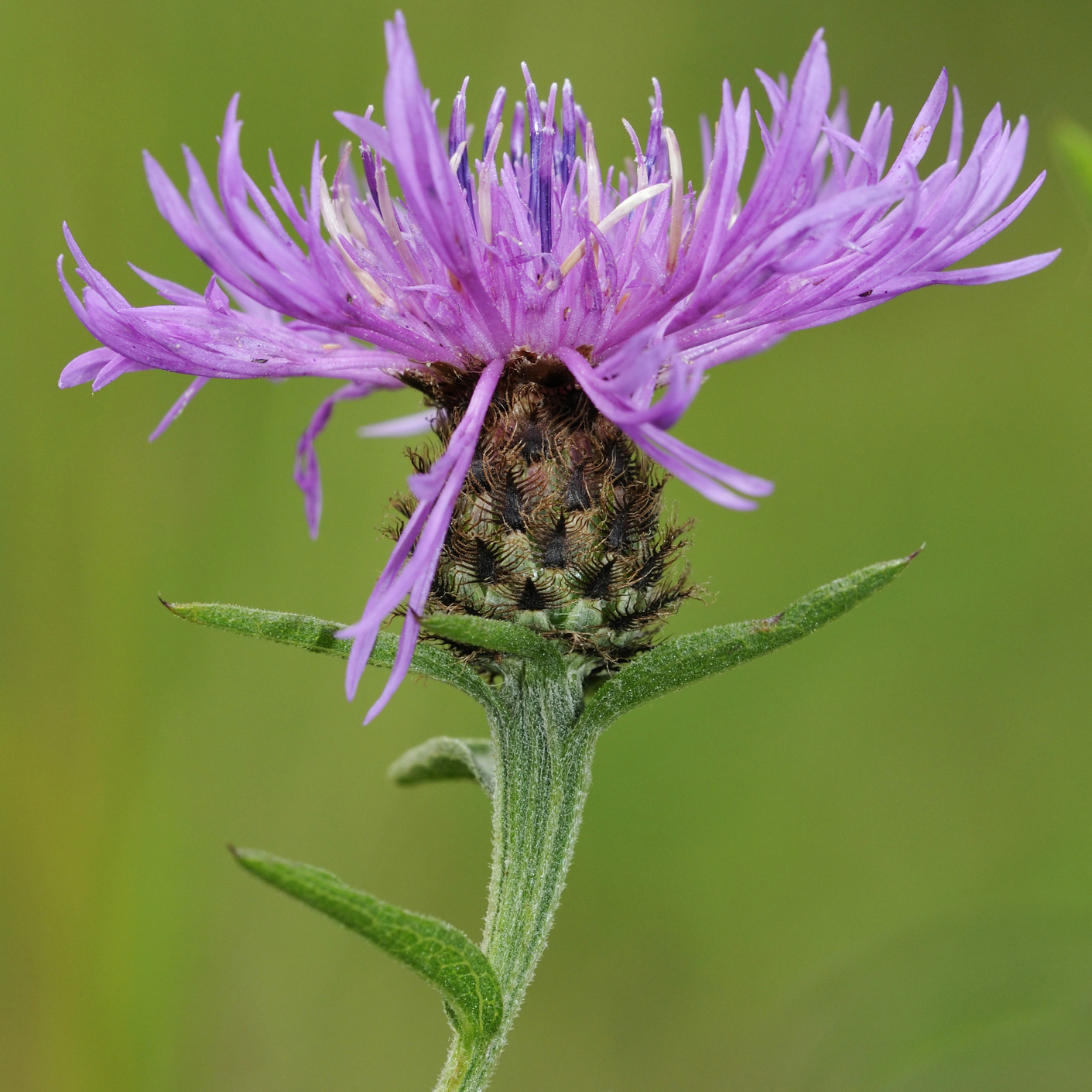 Buy black knapweed / common knapweed Centaurea nigra