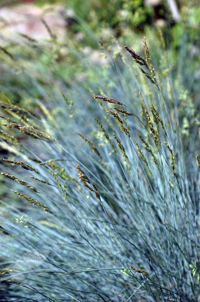 Dwarf Blue Fescue Grass : Blue fescue elijah blue festuca glauca blue ...