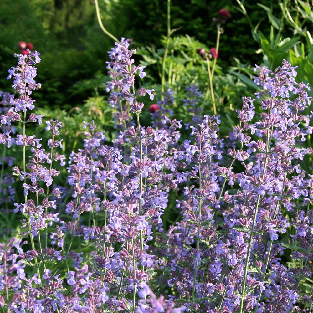 Buy catmint Nepeta × faassenii: Delivery by Crocus