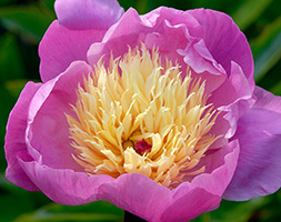 Paeonia lactiflora 'Kelway's Glorious', Peony 'Kelway's Glorious ...
