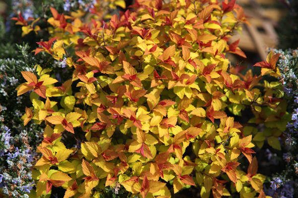 Buy Japanese spirea Goldflame Spiraea japonica 'Goldflame': Delivery by ...