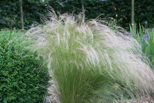 Buy stipa ( syn. Stipa tenuifolia ) Stipa tenuissima: Delivery by Crocus