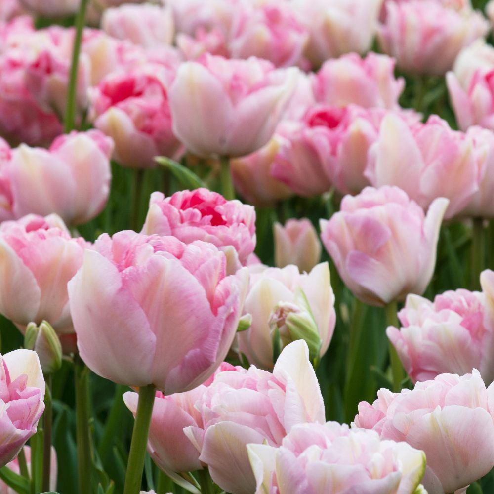 Buy double late tulip bulbs Tulipa 'Angelique': Delivery by Crocus