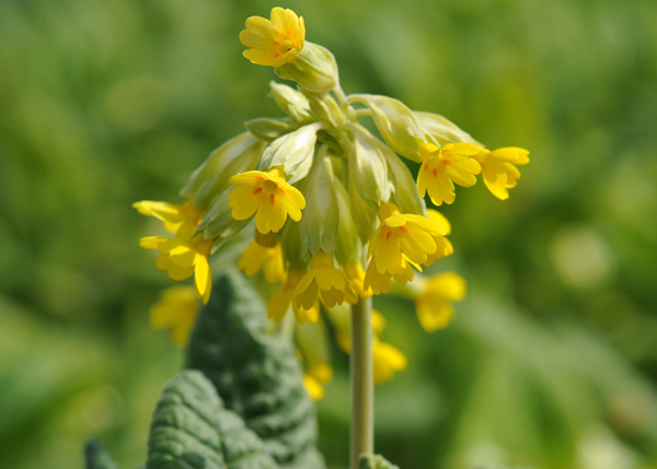 Buy cowslip Primula veris