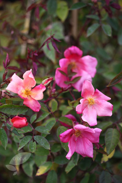 Buy rose Mutabilis (china rose) Rosa × odorata 'Mutabilis': Delivery by ...