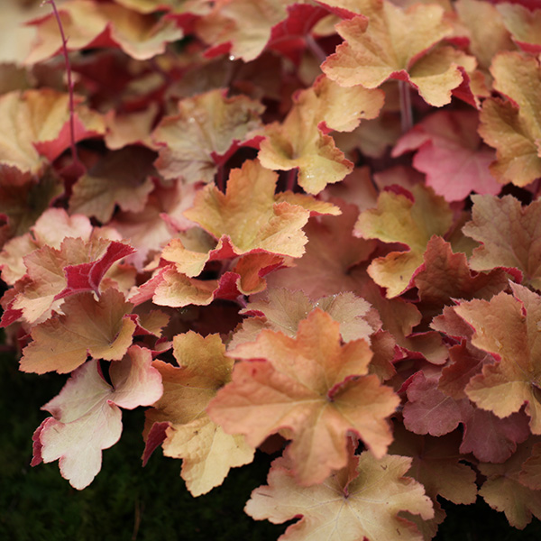 Coral Bells Caramel