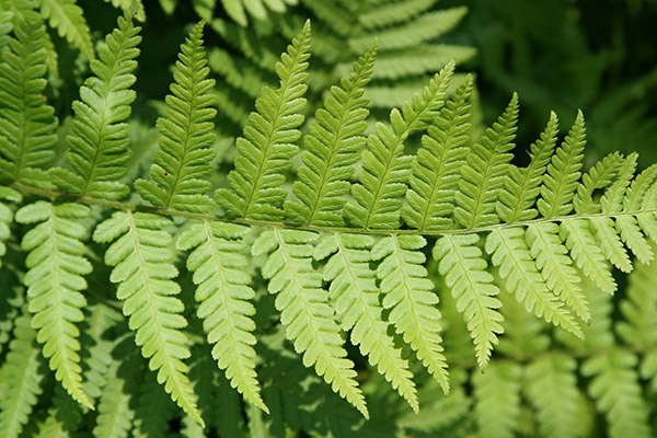Buy male fern Dryopteris filix-mas: Delivery by Crocus