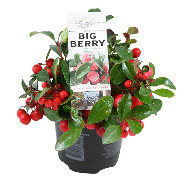Buy partridge berry / checkerberry Gaultheria procumbens 'Big Berry ...