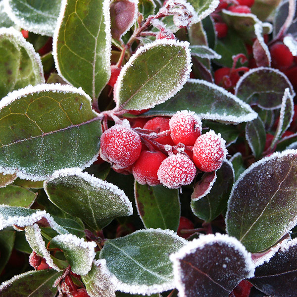 Buy partridge berry / checkerberry Gaultheria procumbens 'Big Berry ...