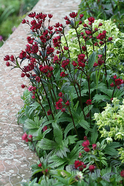 Buy masterwort Astrantia 'Hadspen Blood': Delivery by Crocus