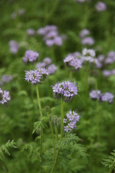 Buy fiddleneck Phacelia tanacetifolia: Delivery by Crocus