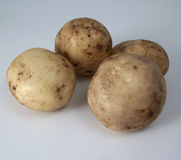Buy potato - first early, Scottish basic seed potato potato 'Casablanca ...