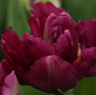 Buy double early tulip bulbs Tulipa Margarita: £4.99 Delivery by Crocus