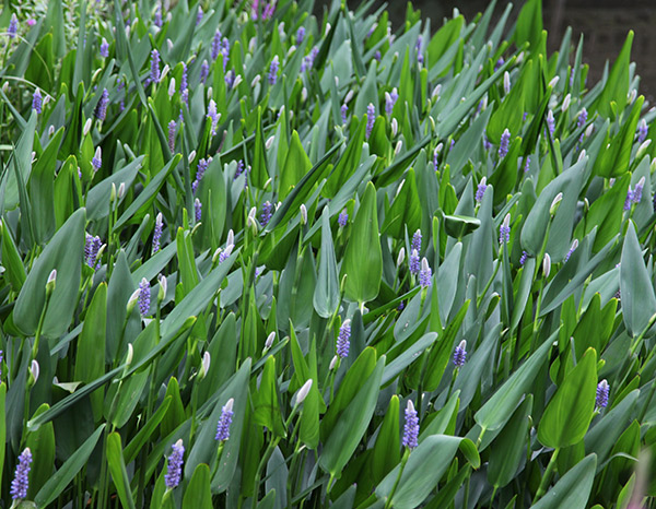 Buy pickerel weed Pontederia cordata: Delivery by Crocus