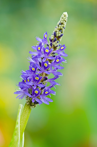 Buy pickerel weed Pontederia cordata