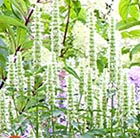 Buy hyssop Agastache foeniculum Alabaster: £7.99 Delivery by Crocus