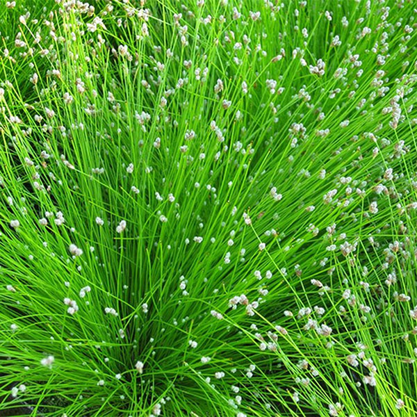 Isolepis cernua - Alchetron, The Free Social Encyclopedia
