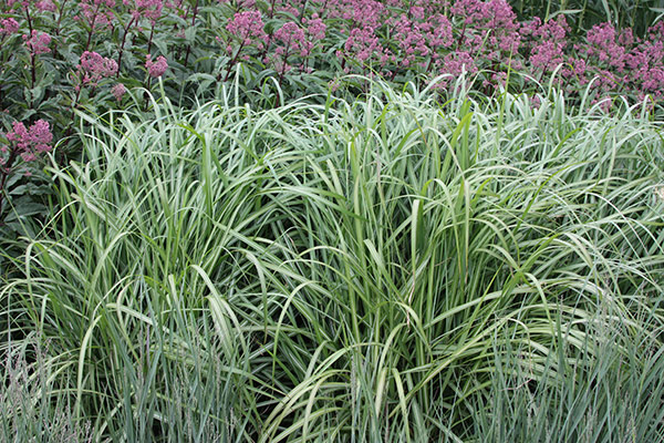 Buy Chinese silver grass Miscanthus sinensis 'Malepartus': Delivery by ...