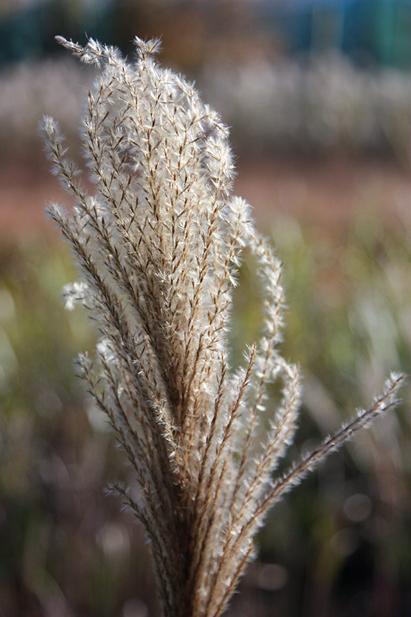 Buy Chinese silver grass Miscanthus sinensis 'Malepartus': Delivery by ...