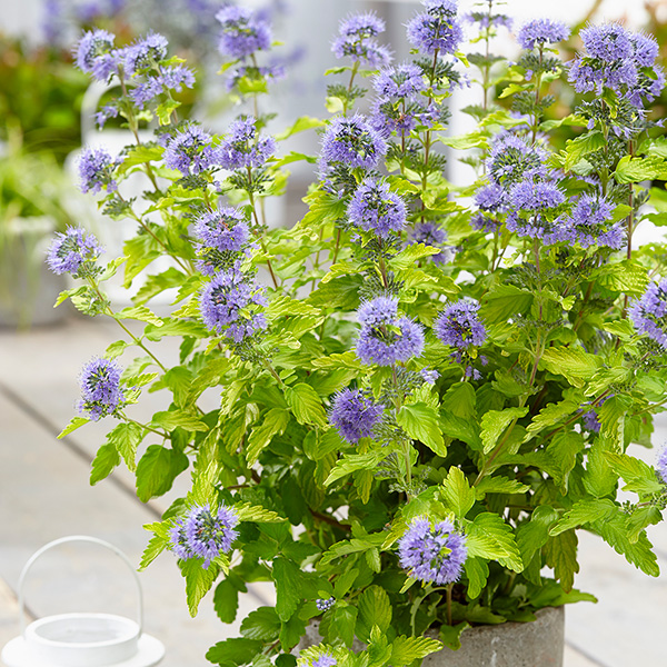 Buy bluebeard Caryopteris × clandonensis 'Hint of Gold ('Lisaura') (PBR ...