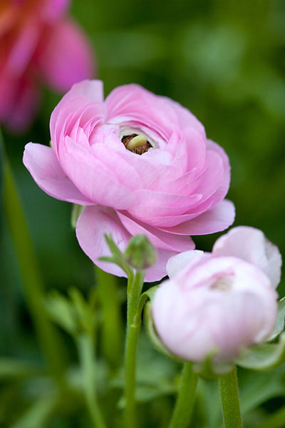 Buy ranunculus bulbs - (syn Aviv Pink ) Ranunculus 'Aviv Rose ...