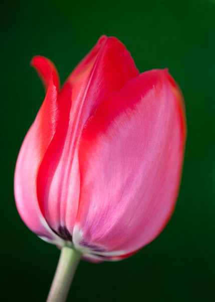 Buy Darwin hybrid tulip bulbs Tulipa 'Red Impression (PBR)': Delivery ...