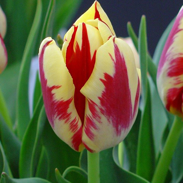 Buy triumph tulip bulbs Tulipa 'Grand Perfection (PBR)'