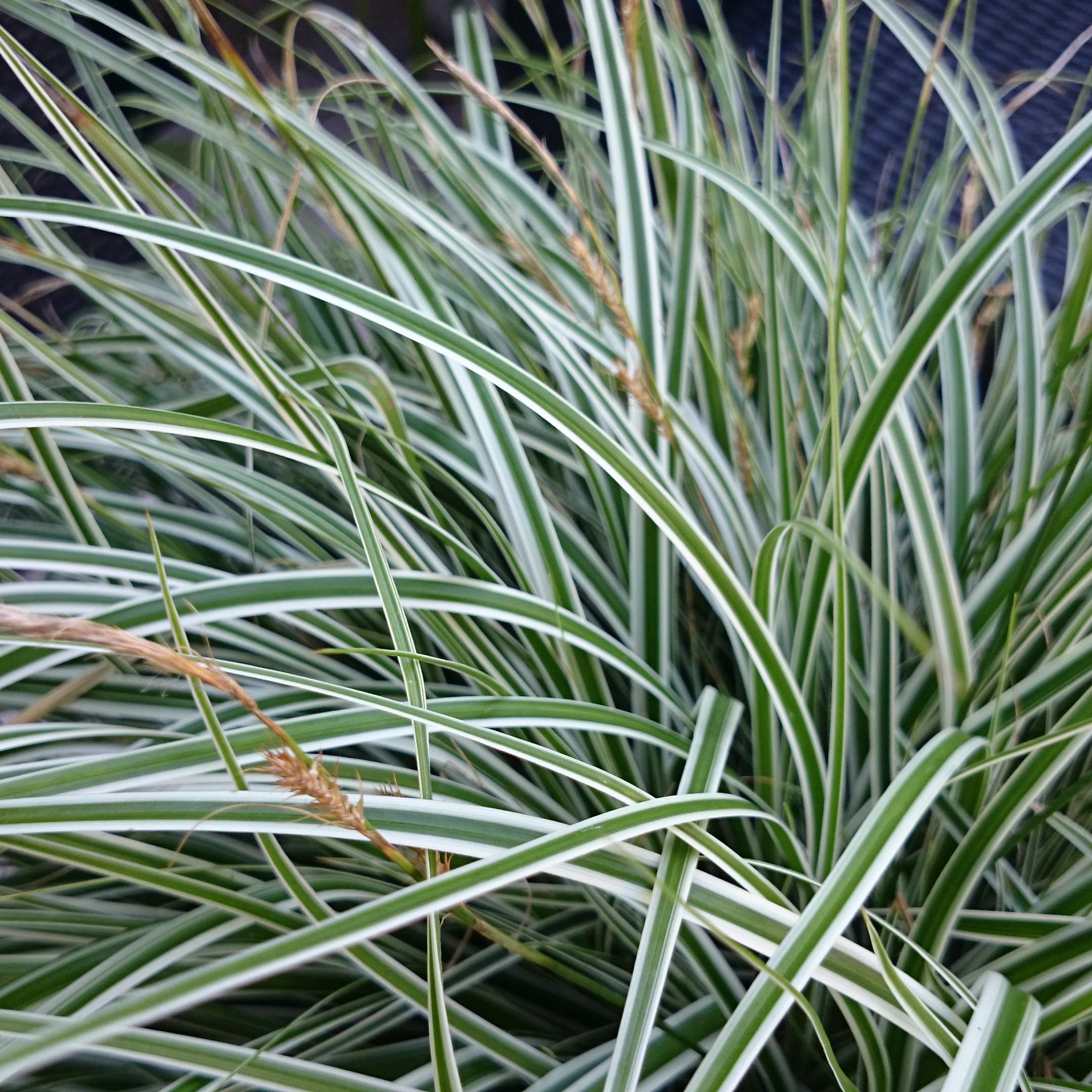 Buy sedge Carex oshimensis 'Everest ('Fiwhite') (PBR)': Delivery by Crocus