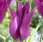 Buy lily flowered tulip bulbs Tulipa Purple Dream: £5.99 Delivery by Crocus