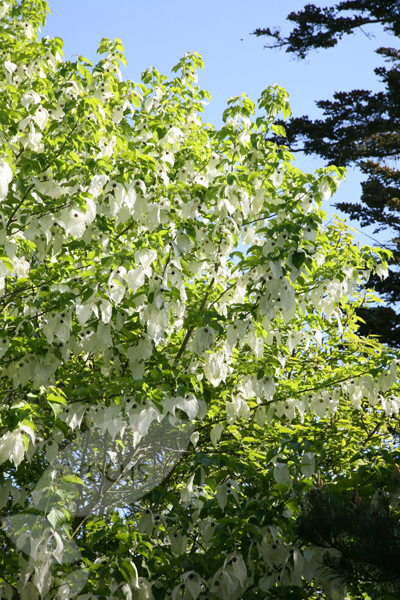 Buy dove tree Davidia involucrata: Delivery by Crocus