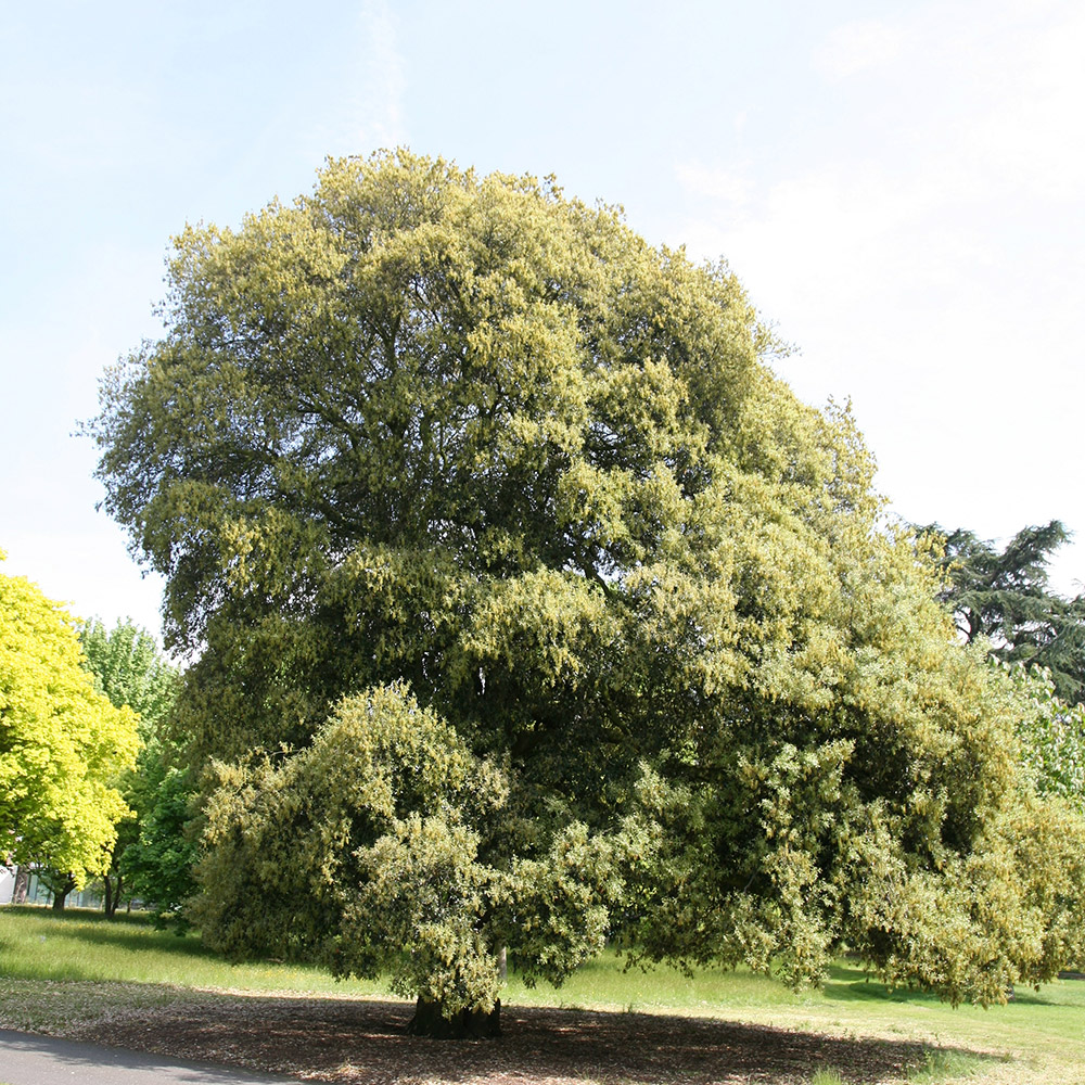 Buy holm oak Quercus ilex: Delivery by Crocus